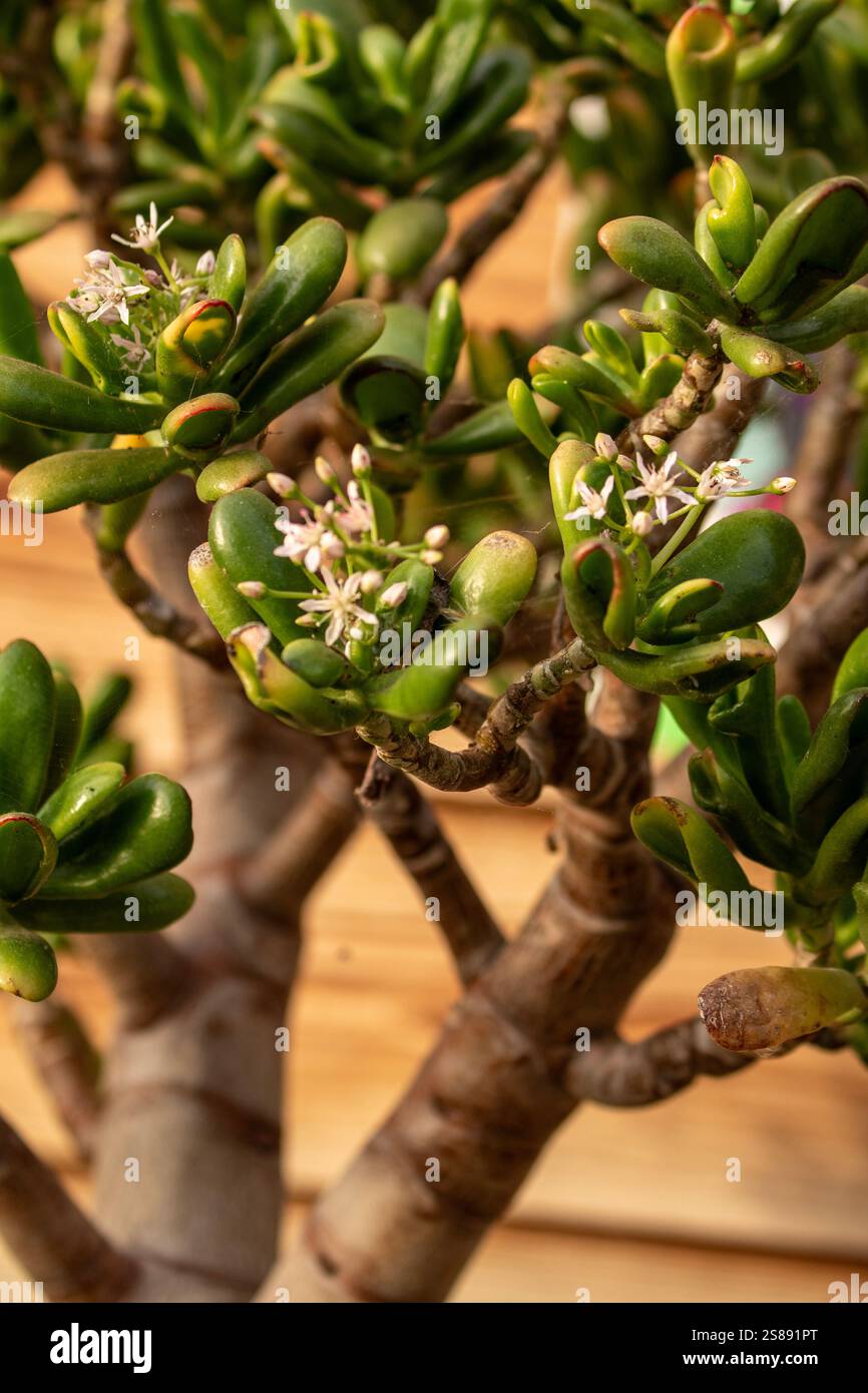 Natural close up flowering, small white flowers, plant portrait of ...