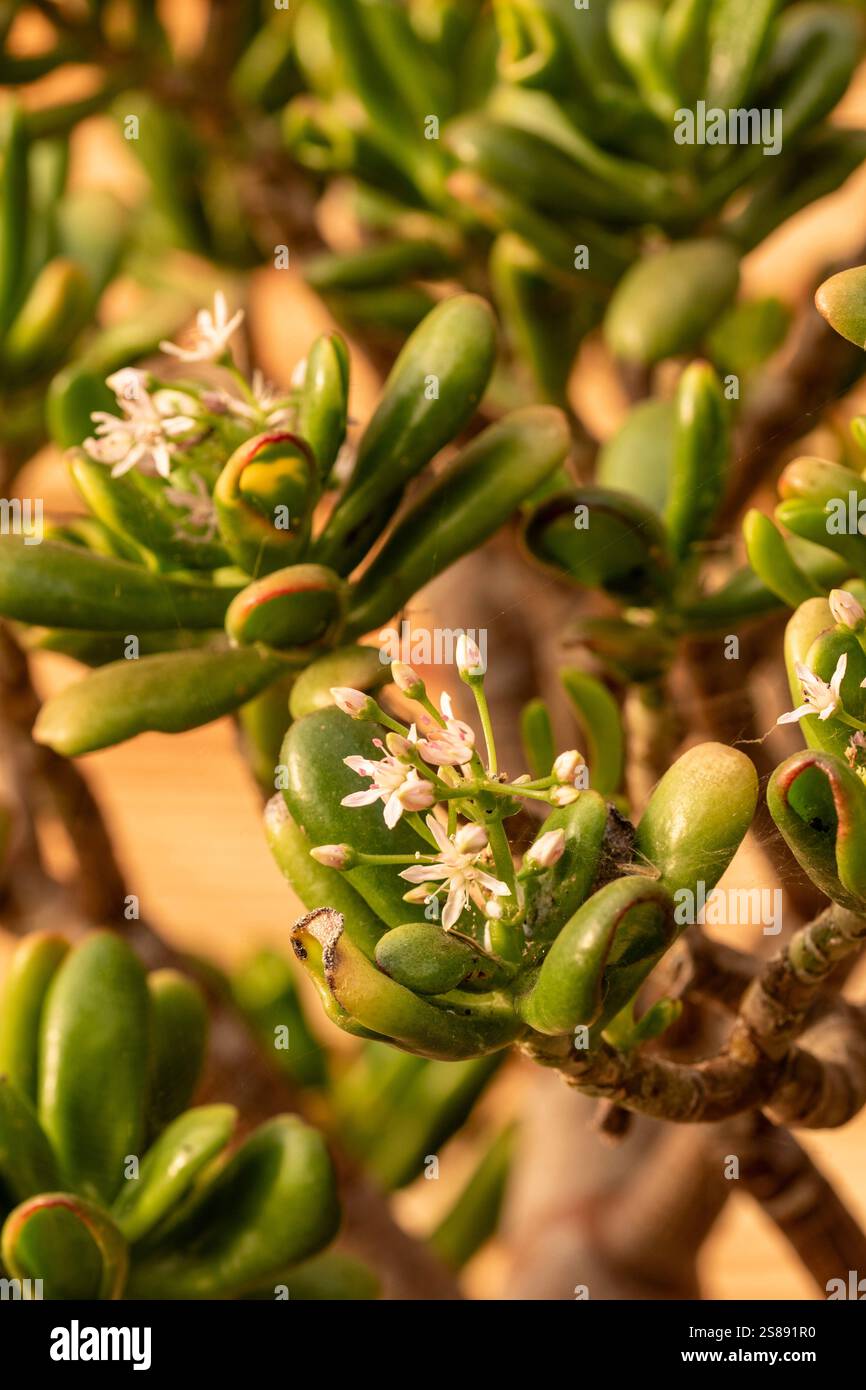 Natural close up flowering, small white flowers, plant portrait of ...