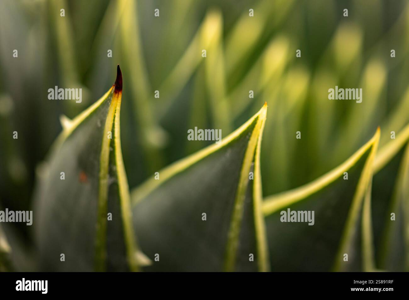Natural close up plant portrait of Aloe Polyphylla, the spiral aloe ...