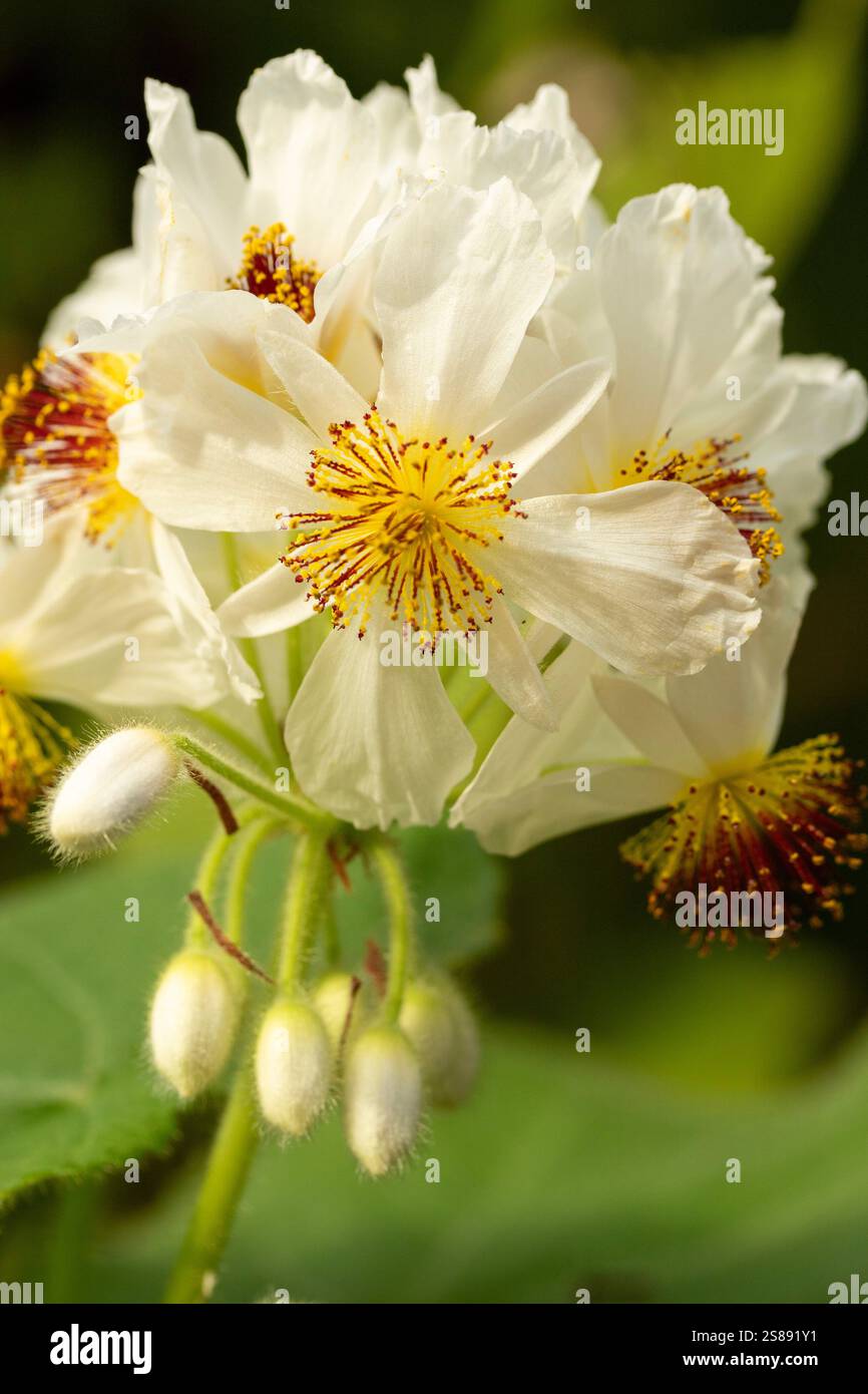 Natural close up flowering plant portrait of Sparrmannia Africana ...