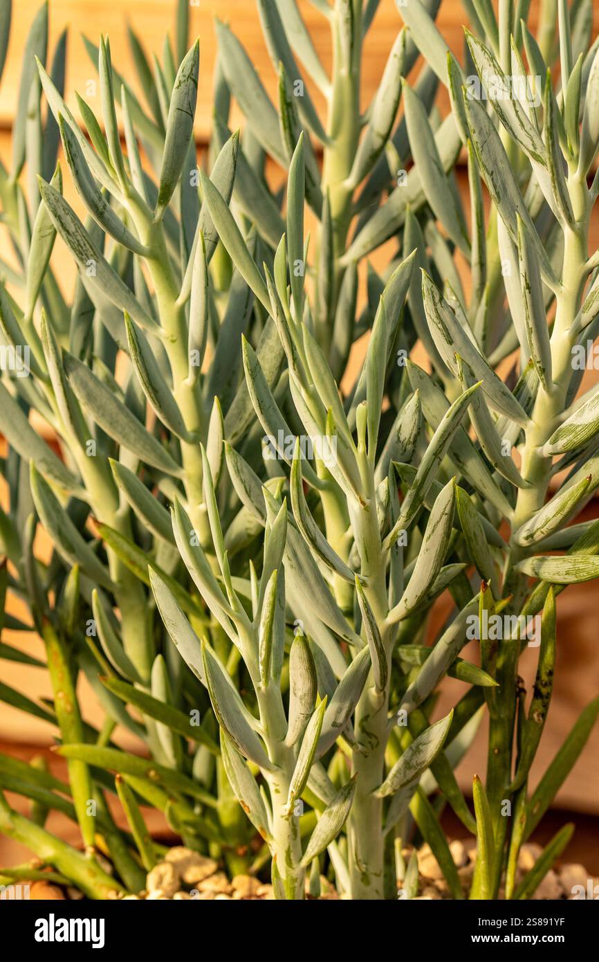 Natural close up plant portrait of the fleshy Curio Ficoides 'Mount ...