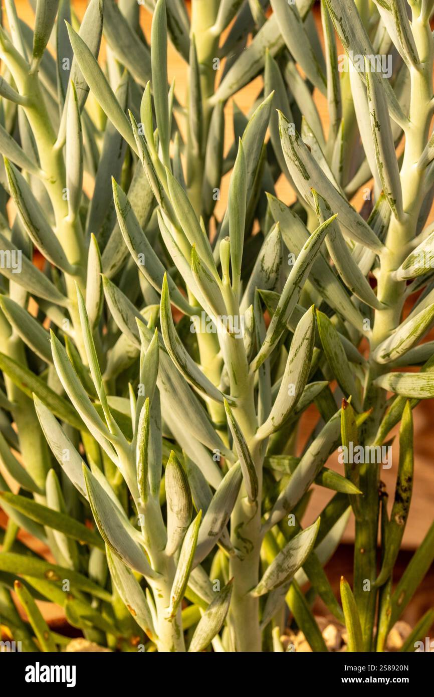 Natural close up plant portrait of the fleshy Curio Ficoides 'Mount ...