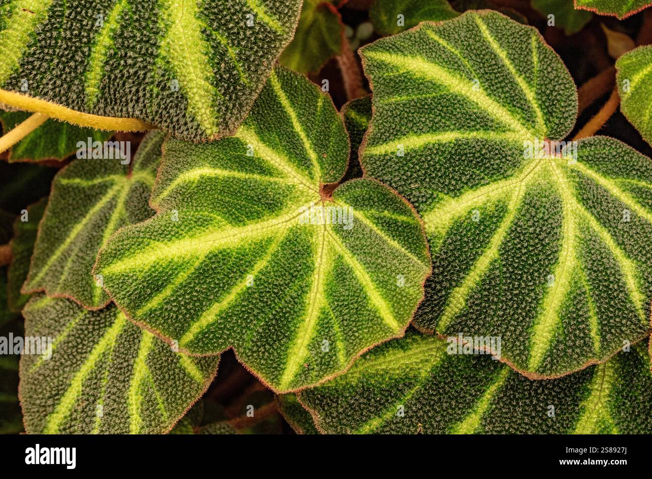 Close-up flowering plant portrait highlighting the striking natural ...