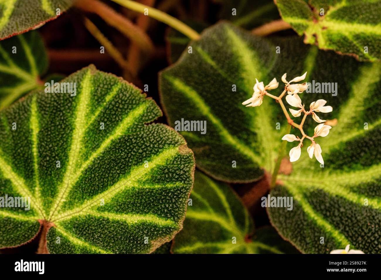 Close-up flowering plant portrait highlighting the striking natural ...