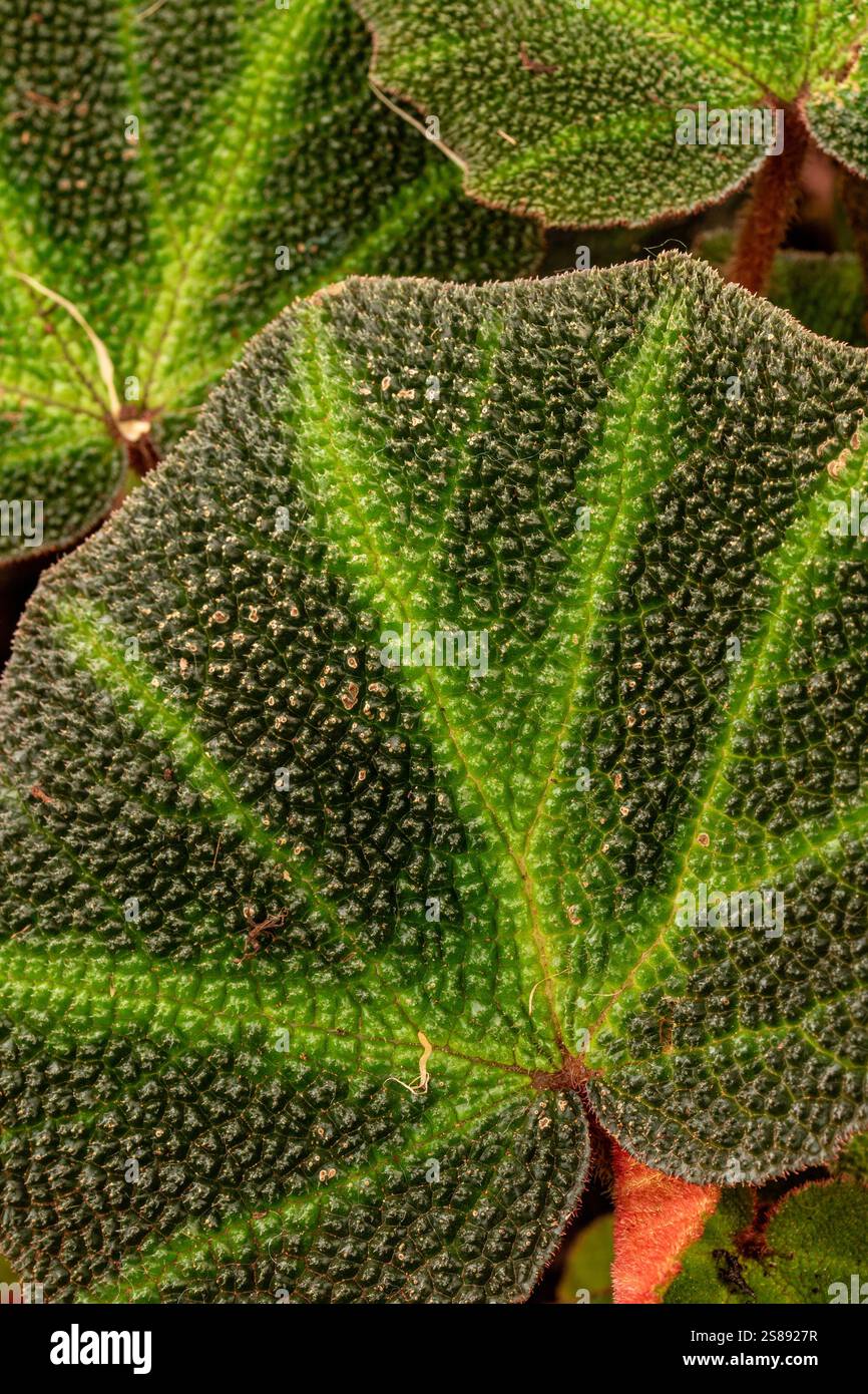 Close-up flowering plant portrait highlighting the striking natural ...