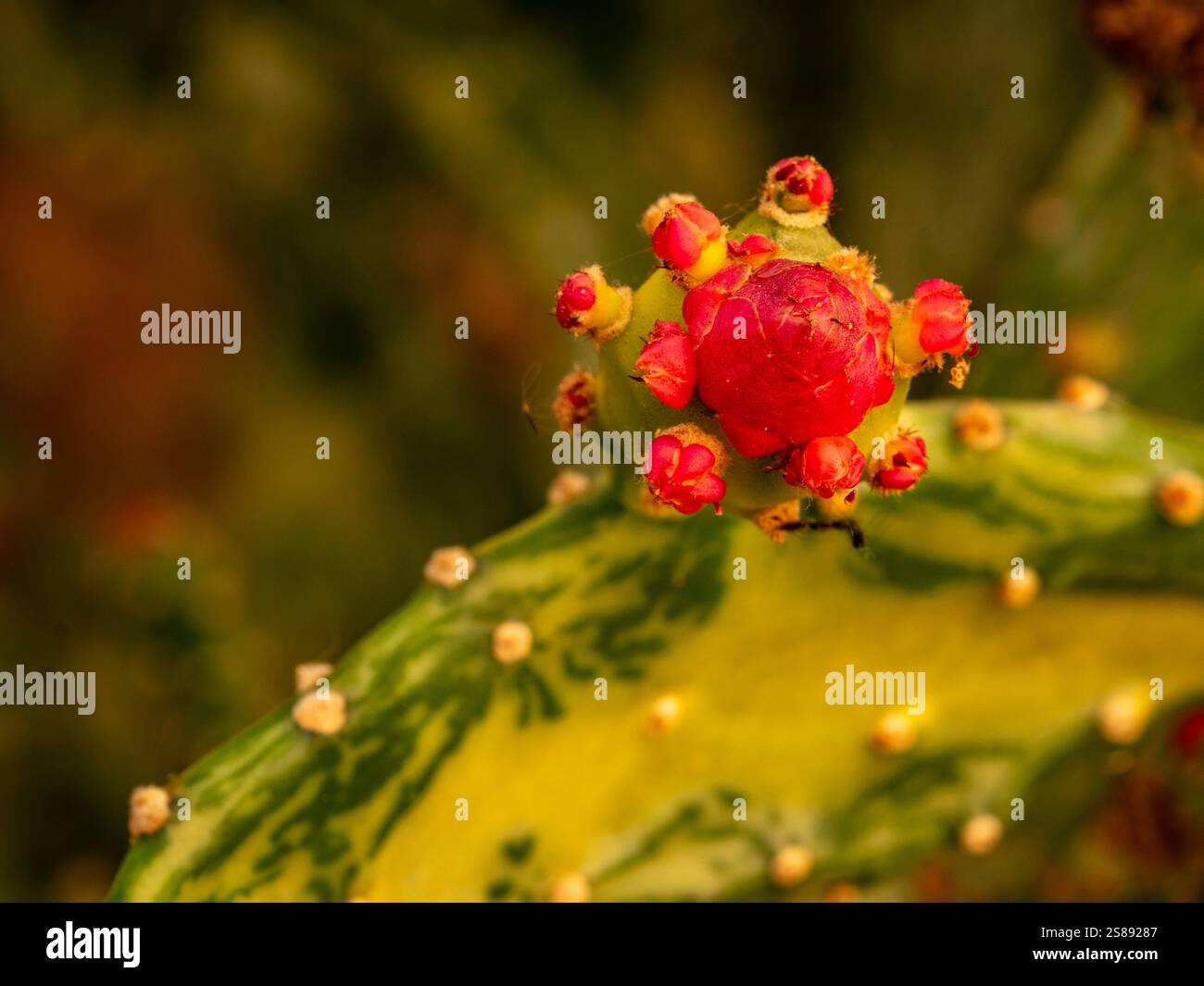 Natural close up plant portrait of the intriguing Opuntia monacantha ...