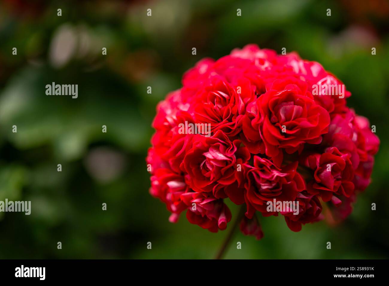 Double red Pelargonium flower head in close up Stock Photo - Alamy