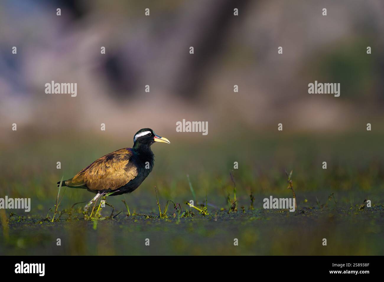A Bronze-winged Jacana with a white head stripe and yellow beak stands ...
