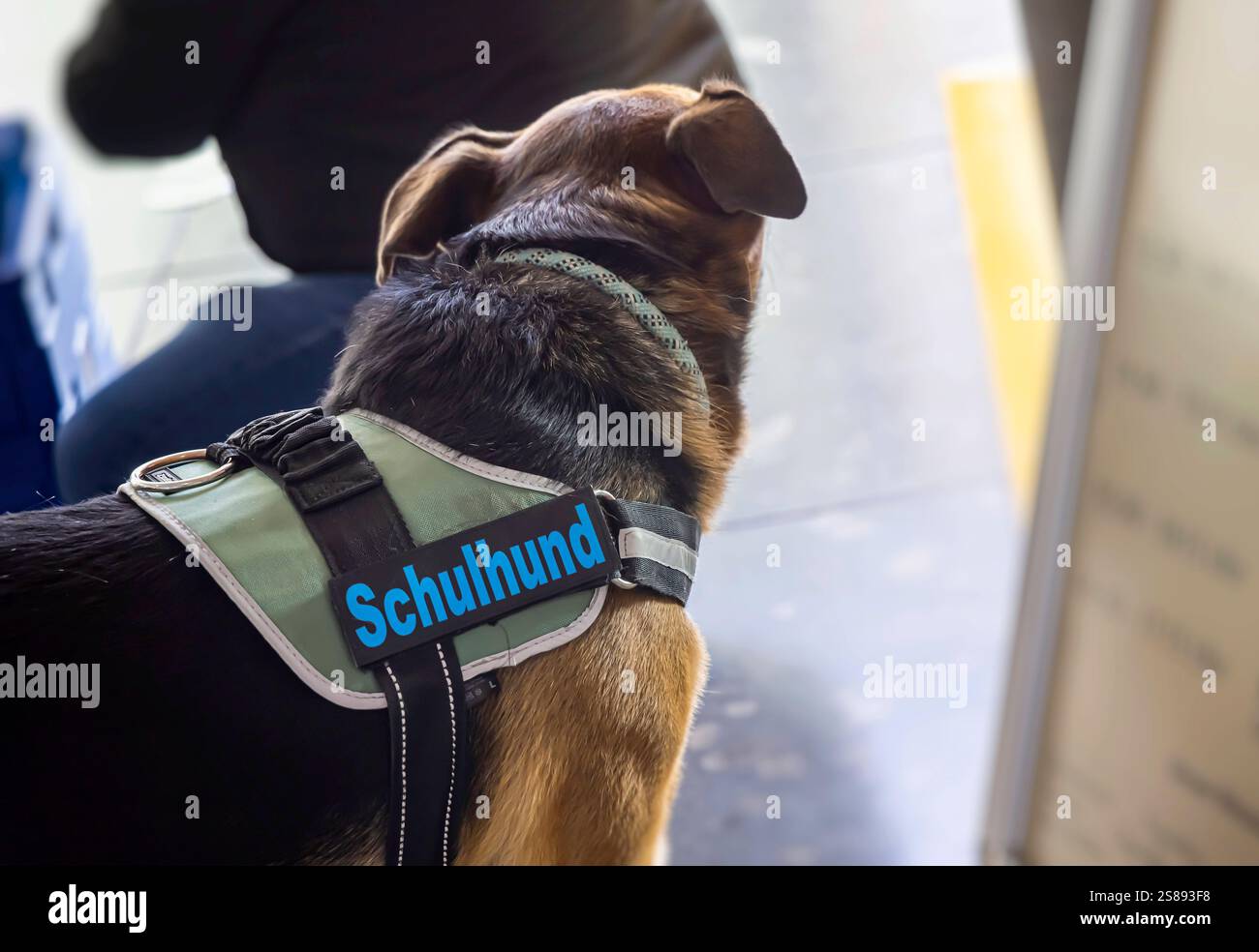 Schulhund mit gekennzeichneten Halsband. // 18.01.2025: Stuttgart, Baden-Württemberg ...