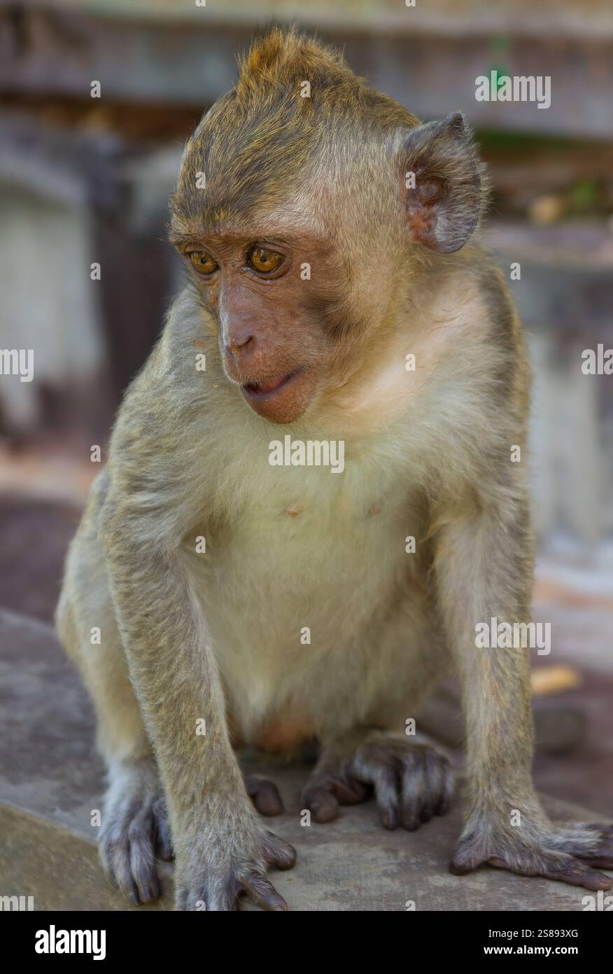Full-body portrait of sitting baby monkeys with different poses ...