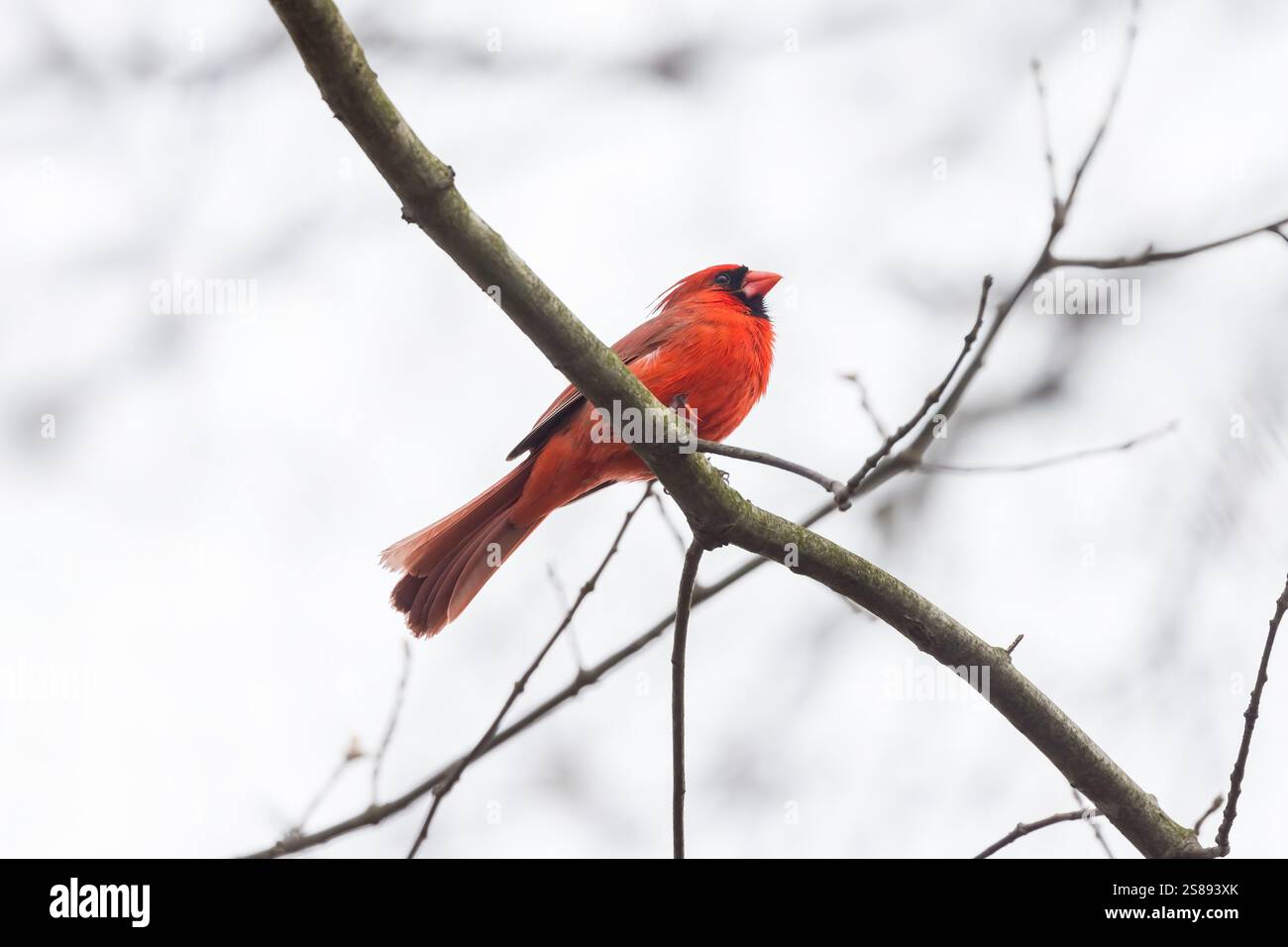 Beautiful male Cardinal bird on the tree branch Stock Photo - Alamy