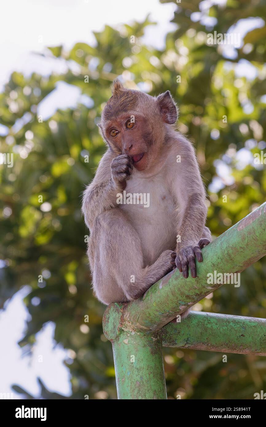 A baby monkey on a green fence eating nuts, captured in different ...