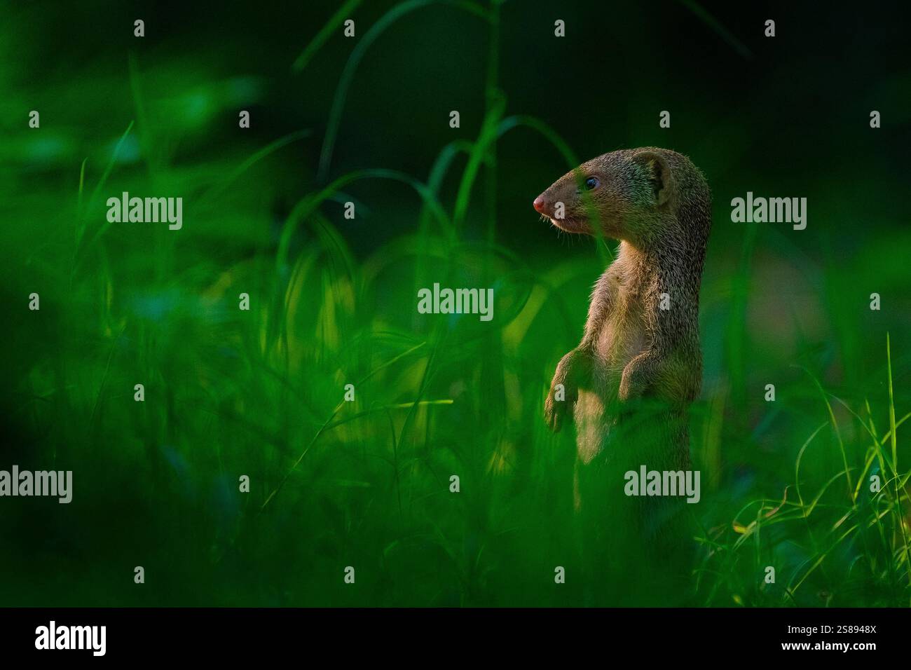 An Indian Grey Mongoose stands alert in vibrant green grass, surrounded ...