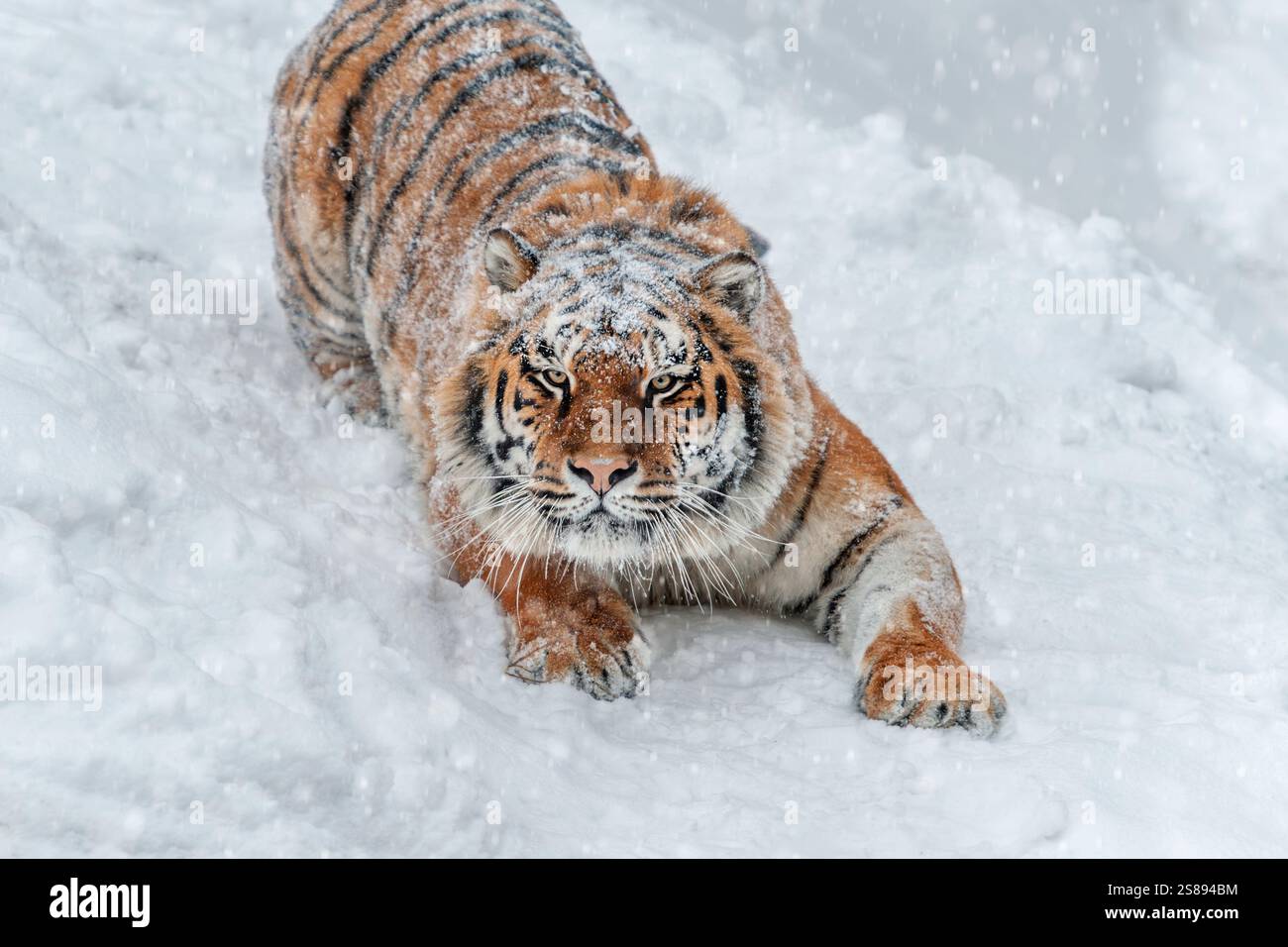 A magnificent tiger moves gracefully through a thick layer of snow, its ...