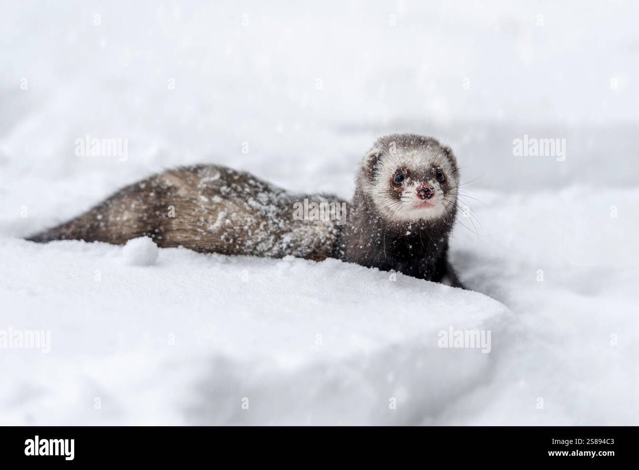 A ferret ventures through a snowy terrain, its small body partially ...