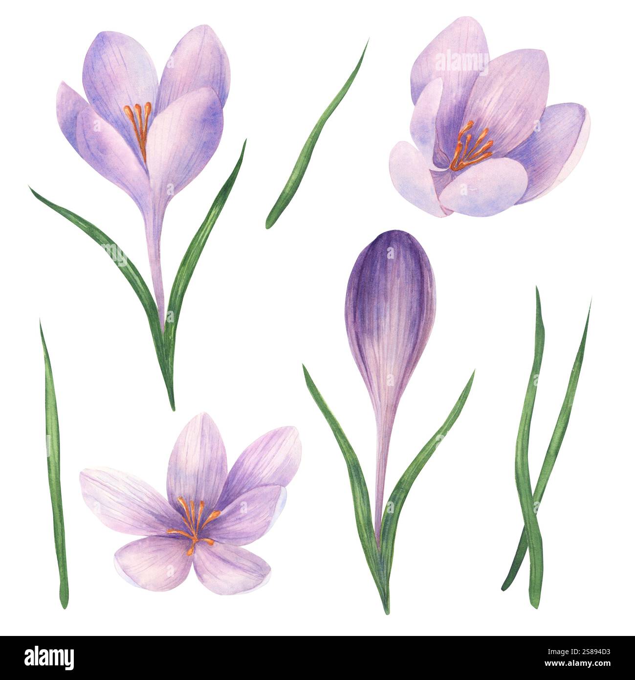 Set of lilac crocuses. Spring flowers. Watercolor hand drawn ...