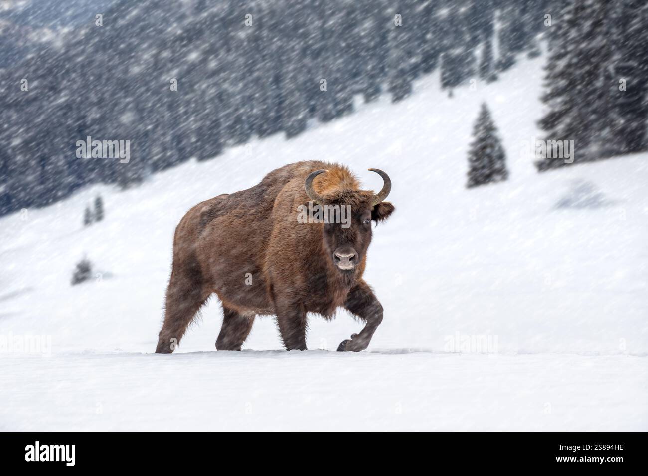 A solitary bison moves steadily through a snow-covered landscape ...