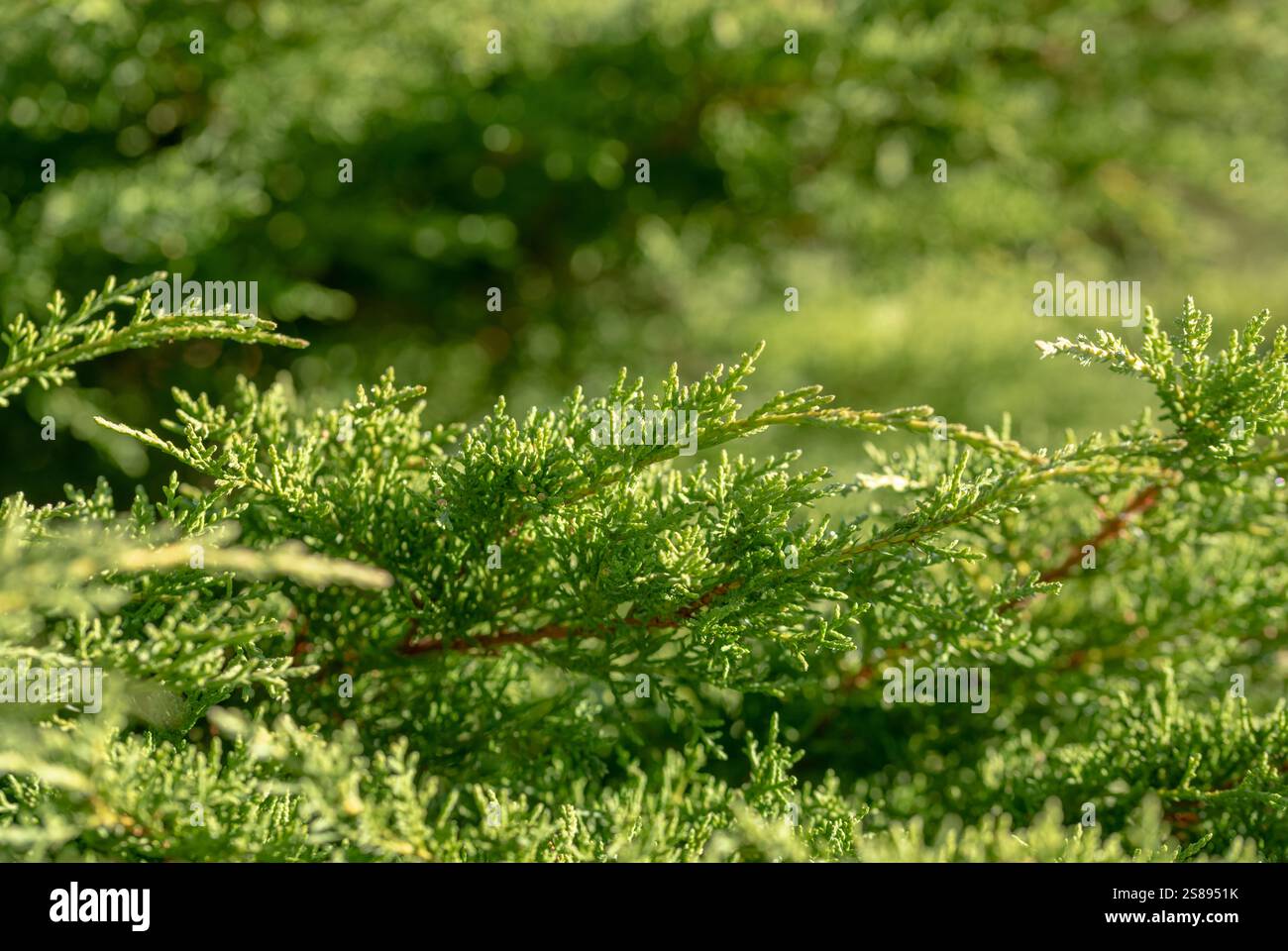 Detailed botanical pattern hi-res stock photography and images - Alamy