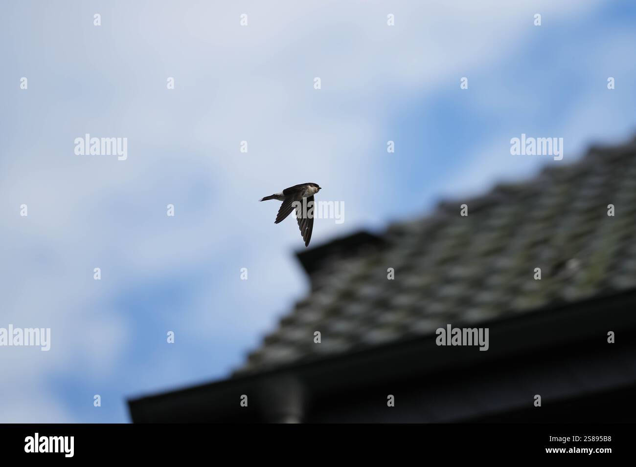 A bird is flying in the sky above a roof. The sky is blue and the bird ...