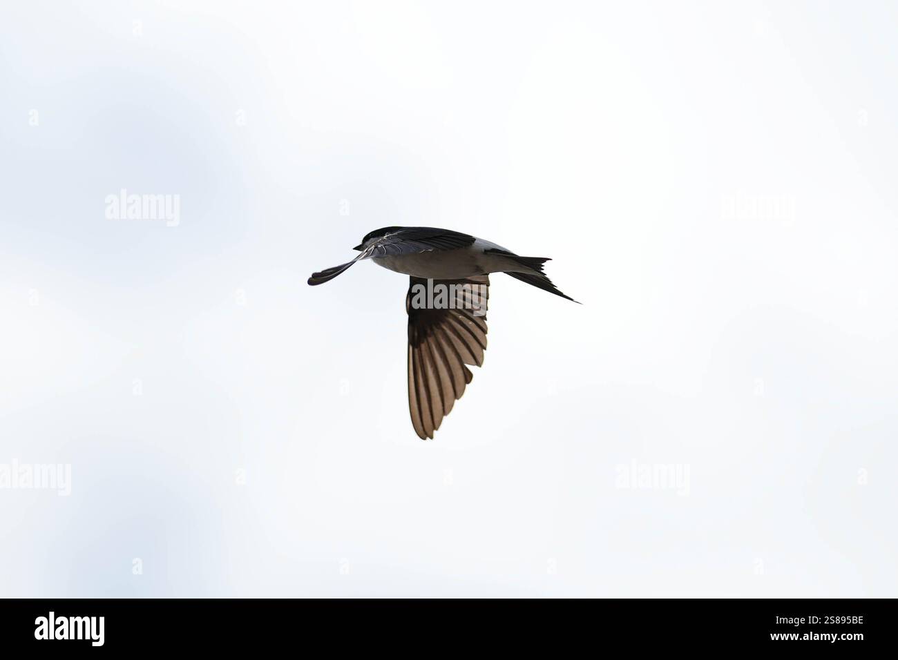 A bird is flying in the sky with its wings spread out. The bird is in ...