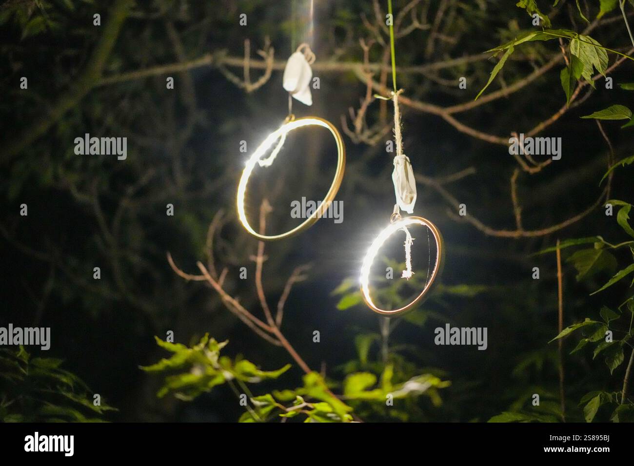 Two lighted rings hanging from a tree branch. The rings are illuminated ...