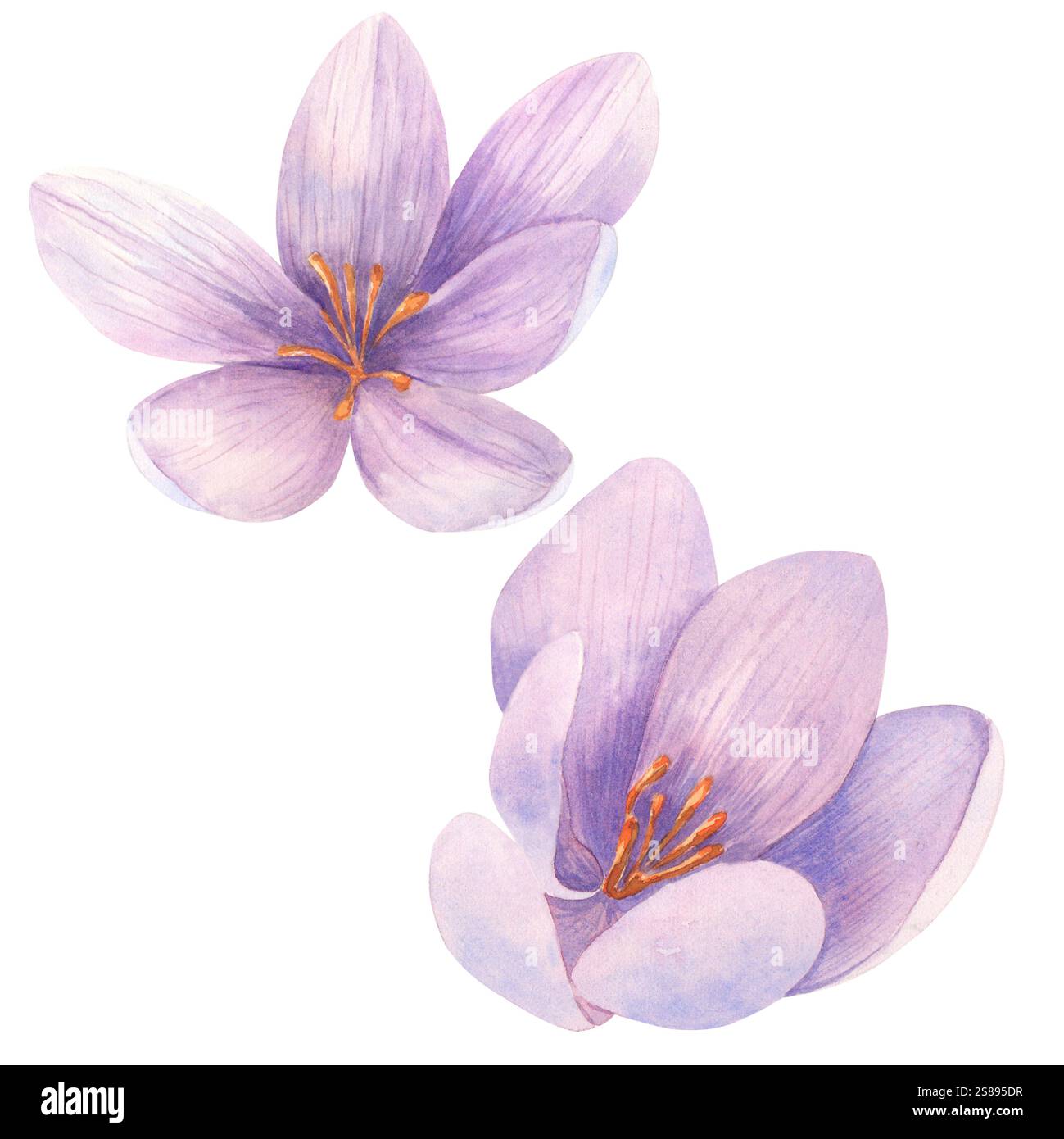 Set of lilac crocuses. Spring flowers. Watercolor hand drawn ...