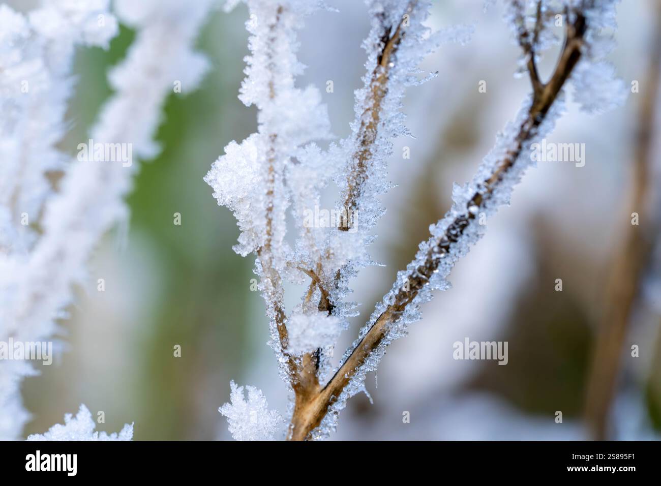 A branch covered in frost and snow. The branch is covered in ice and ...