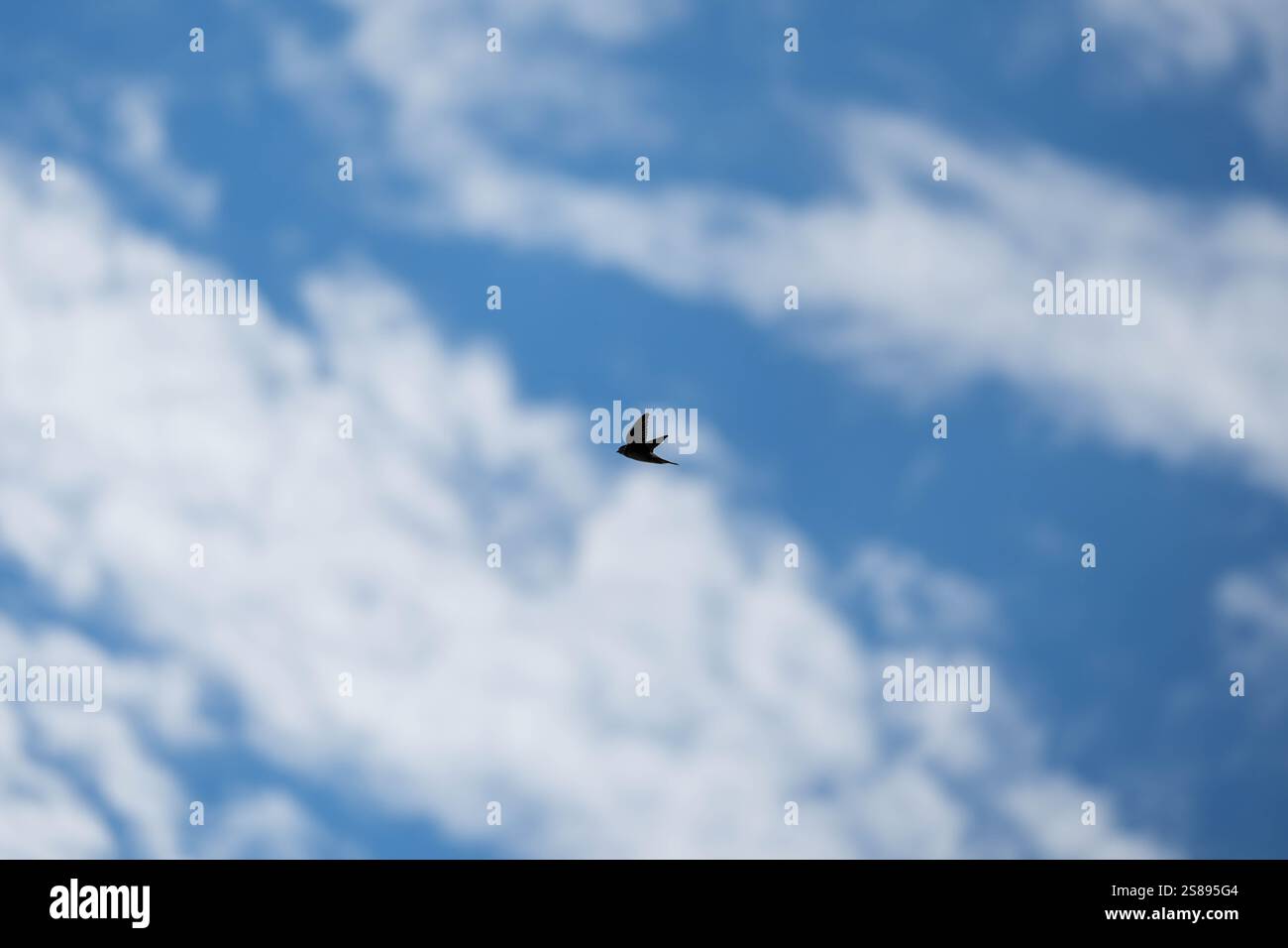 A butterfly flies through the sky above a cloudy blue sky. The ...