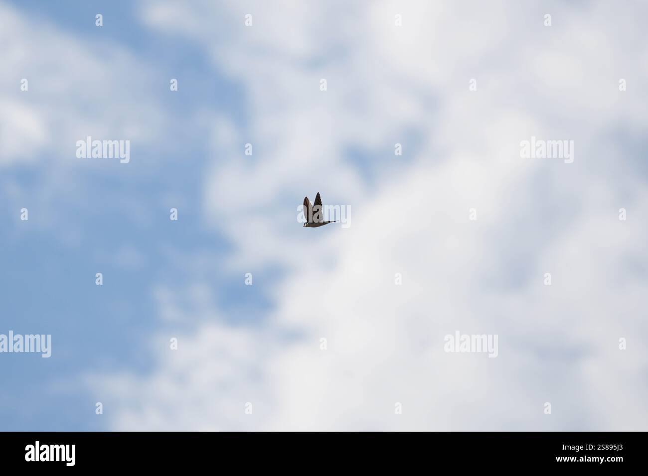 A butterfly flies through the sky above a cloudy blue sky. The ...