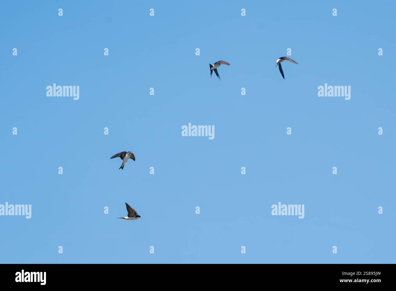 A flock of birds flying in the sky. The birds are in different ...