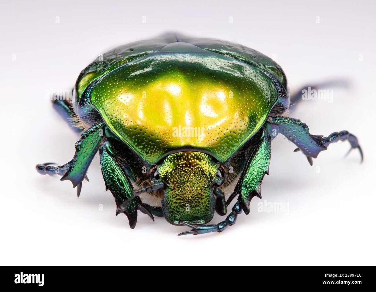 Stunning Green Beetle CloseUp Featuring Its Iridescent Shell ...
