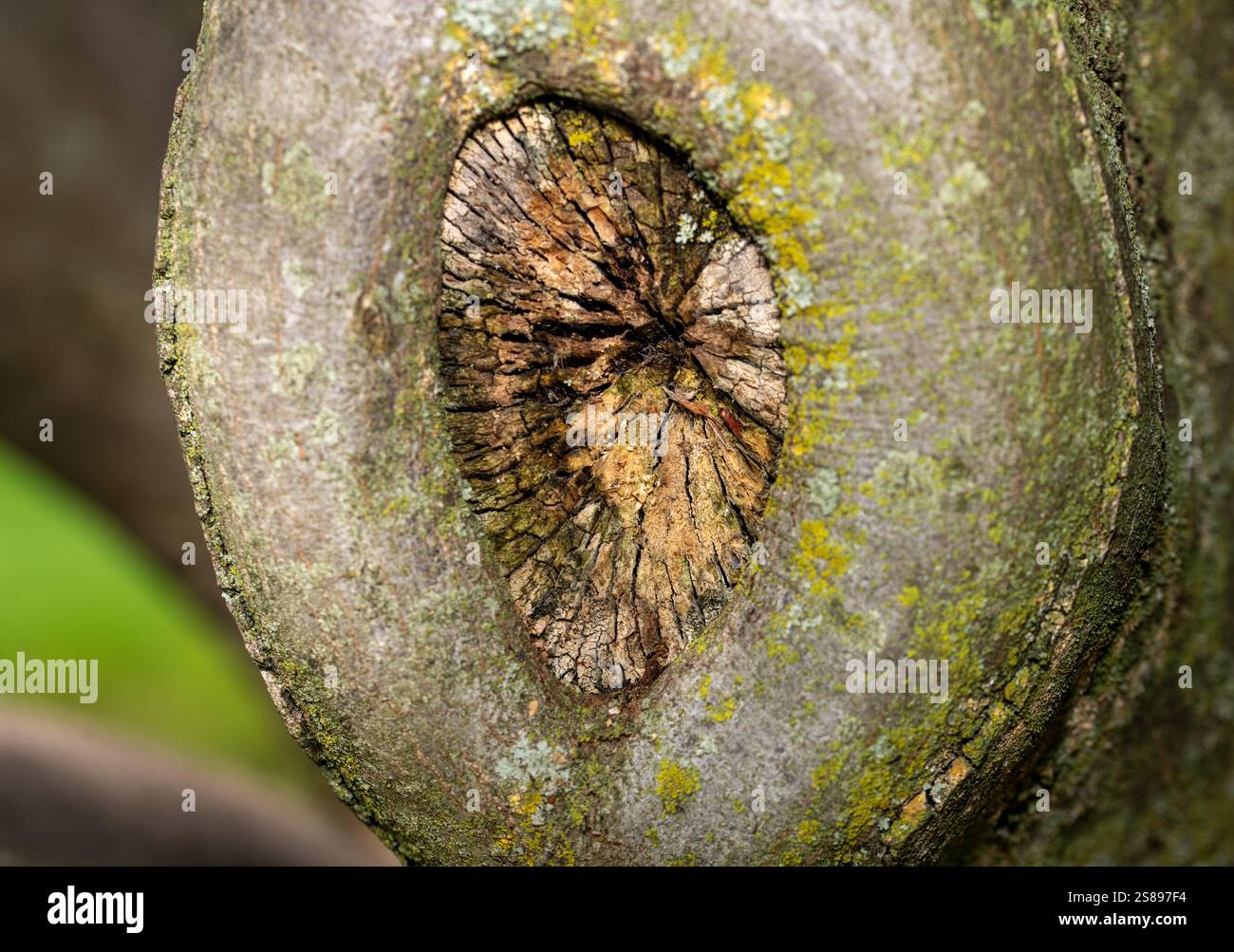 Close up of weathered textured tree bark with bees, moss and maple ...