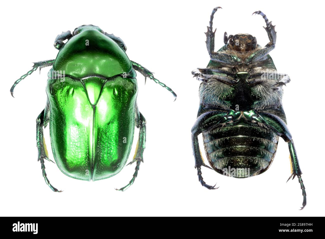 Two distinct insects hi-res stock photography and images - Alamy