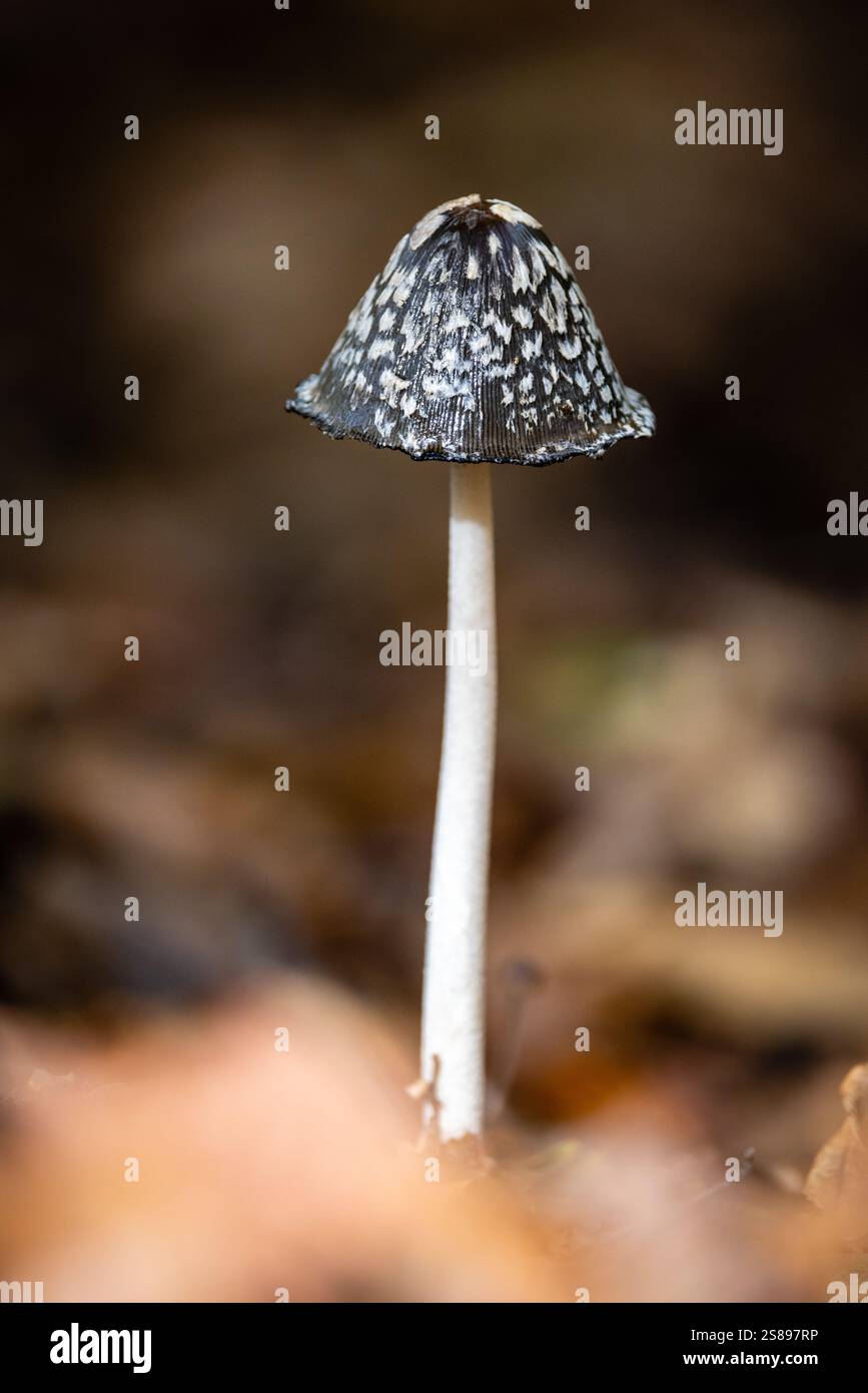 inky cap mushroom with a nice background blur Stock Photo - Alamy