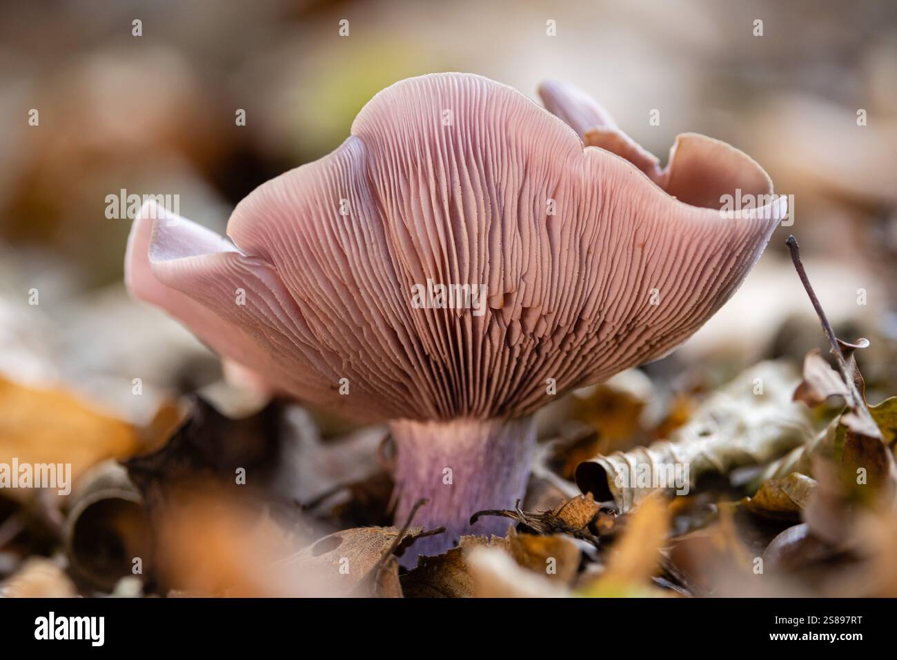 Collybia nuda, commonly known as the blewit or wood blewit and ...