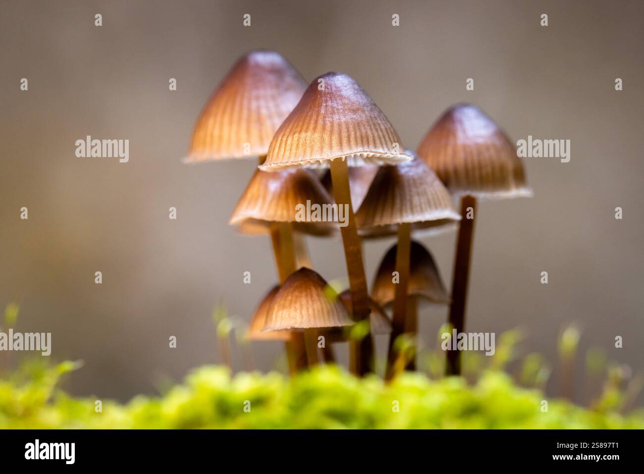 Clustered bonnet mushroom hi-res stock photography and images - Alamy