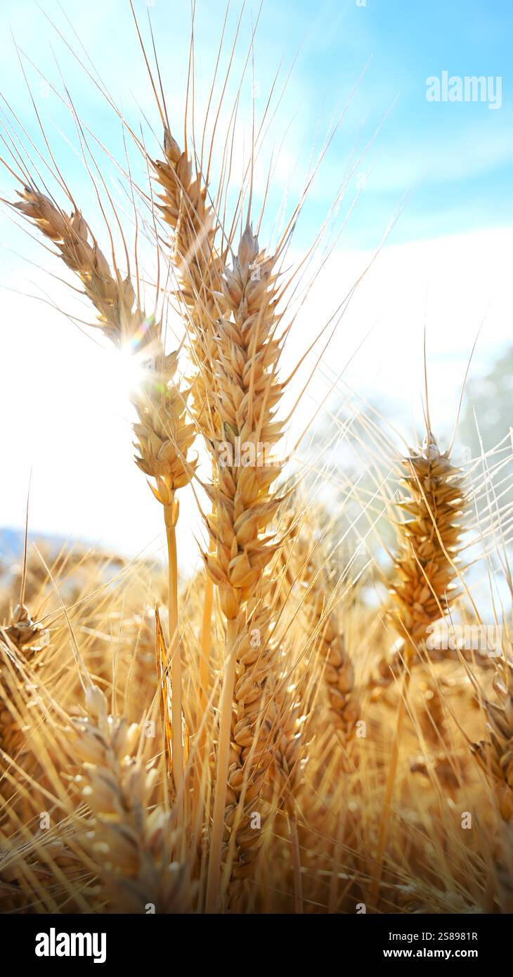 Farming golden wheat field for harvest with clouds and sunshine Stock ...
