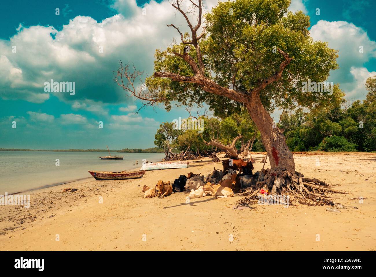 Cows resting under the shade of mangrove tree in Funzi Island, Kenya ...