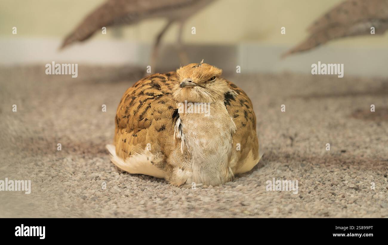 Doha, Qatar, September 27, 2024: The houbara bustard (Chlamydotis ...