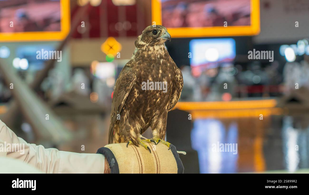 A majestic falcon captured in a striking pose, showcasing its sharp ...