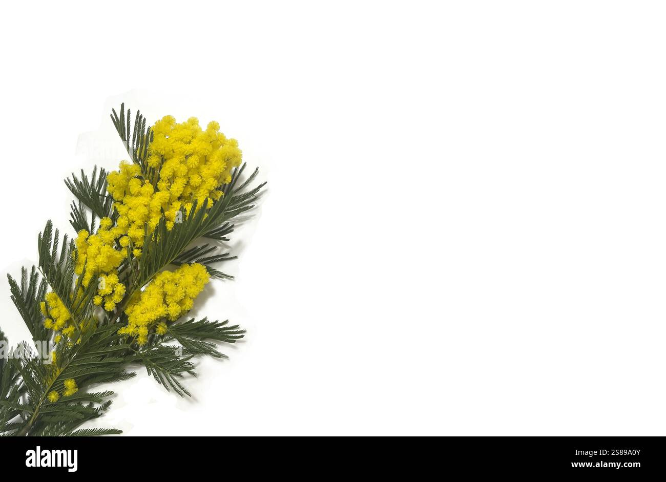 Yellow fresh mimosa flowers branch top view on white background with ...