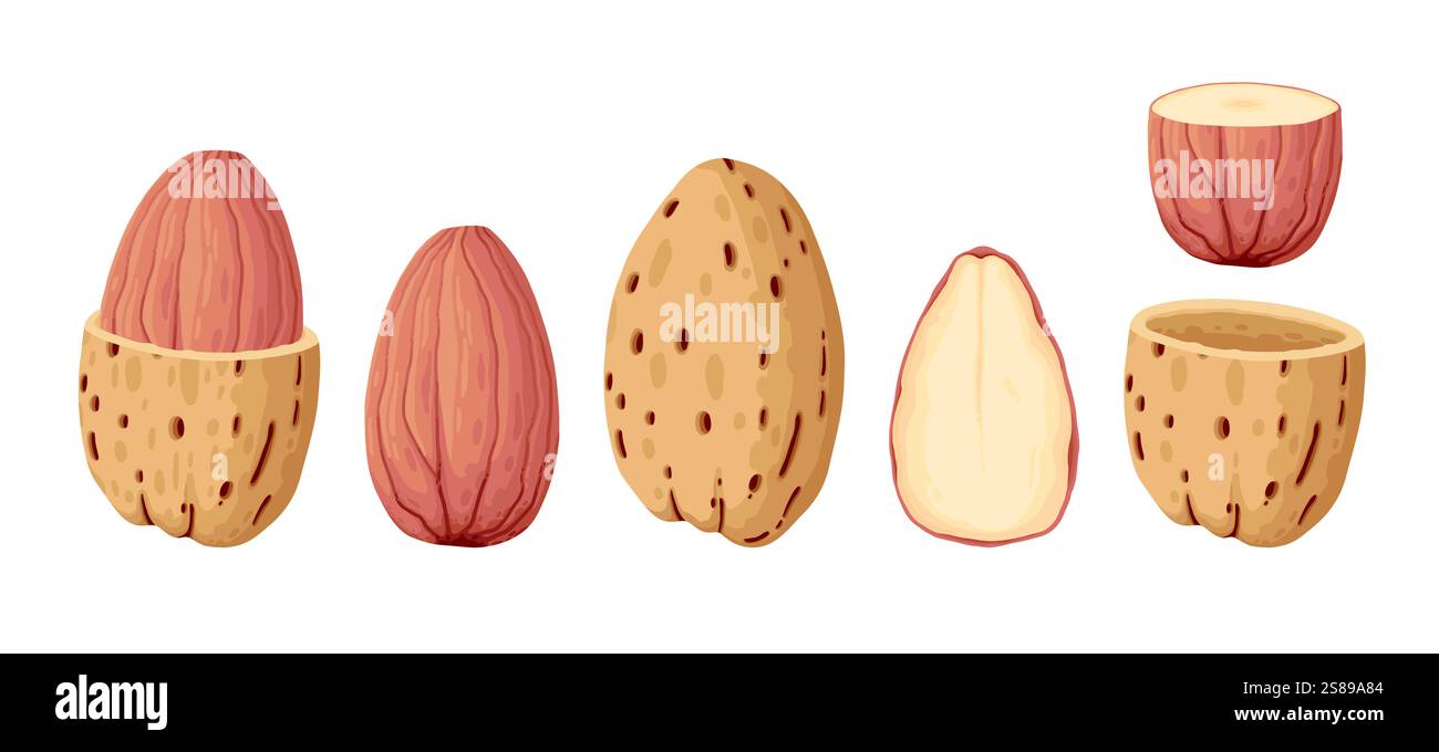 Cartoon almonds. Delicious tasty almond snack, raw almonds in shell ...