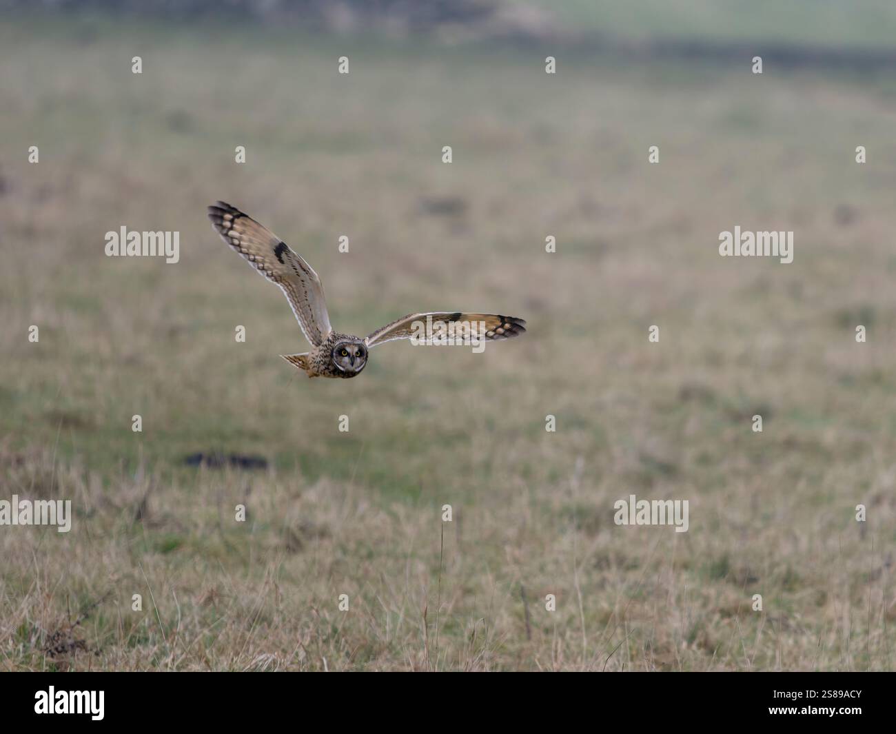 Short-eared owl, Asio flammeus, single bird in flight, Gloucestershire, January 2025 Stock Photo ...