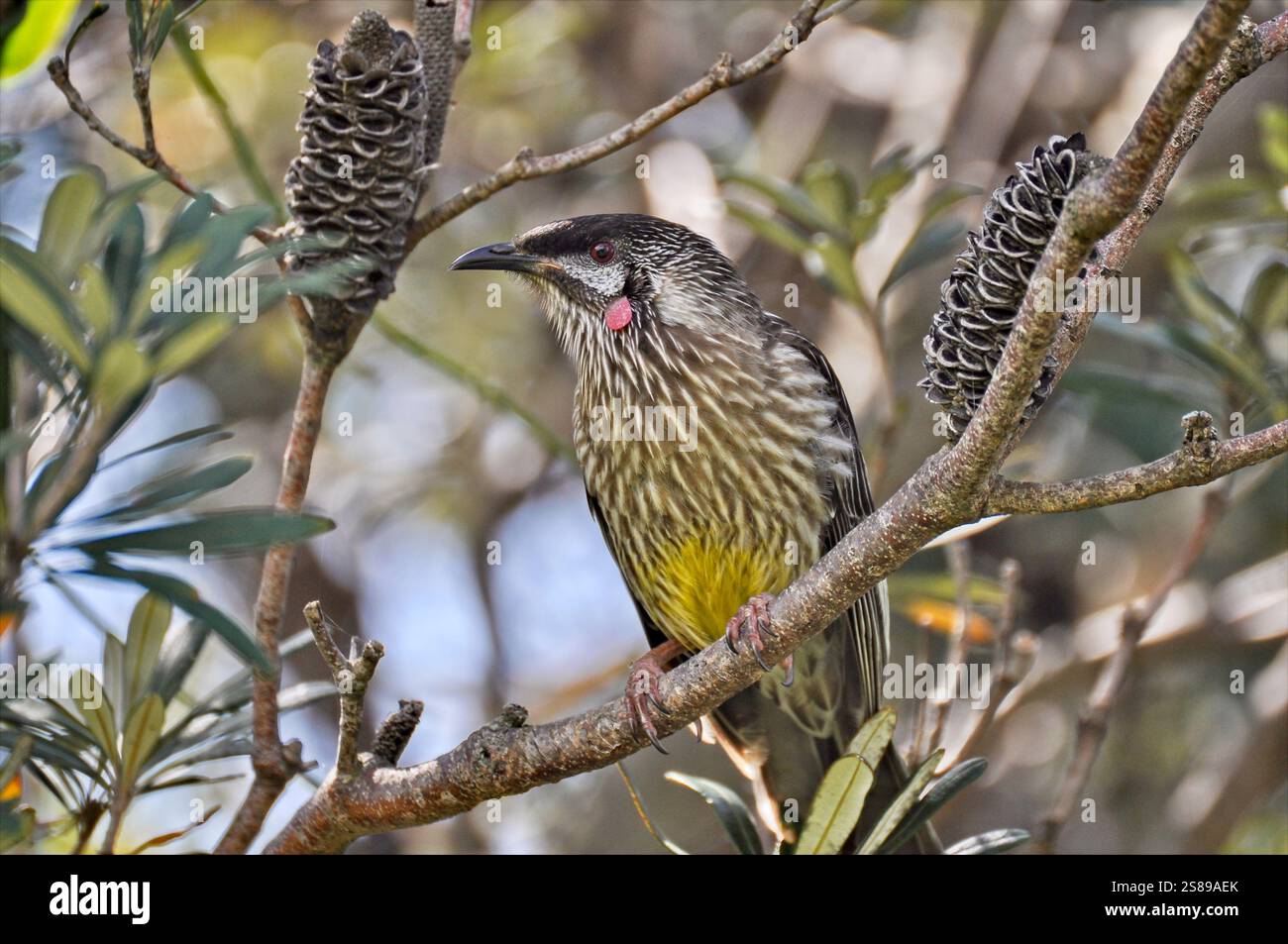 Native Australian Wattle bird in a Banksia tree, with an out of focus ...