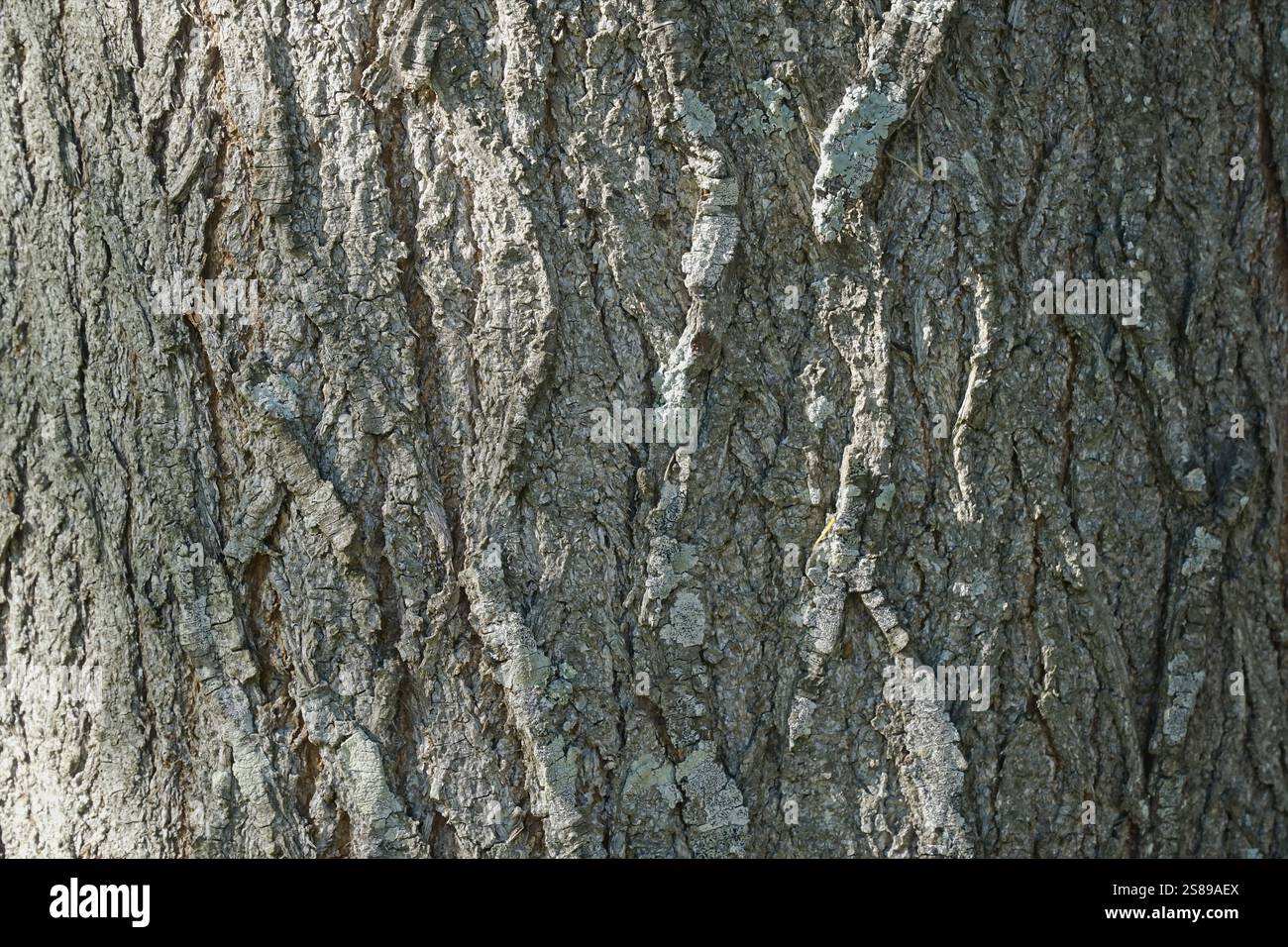 Section of White Cedar tree bark in closeup showing the distinctive ...