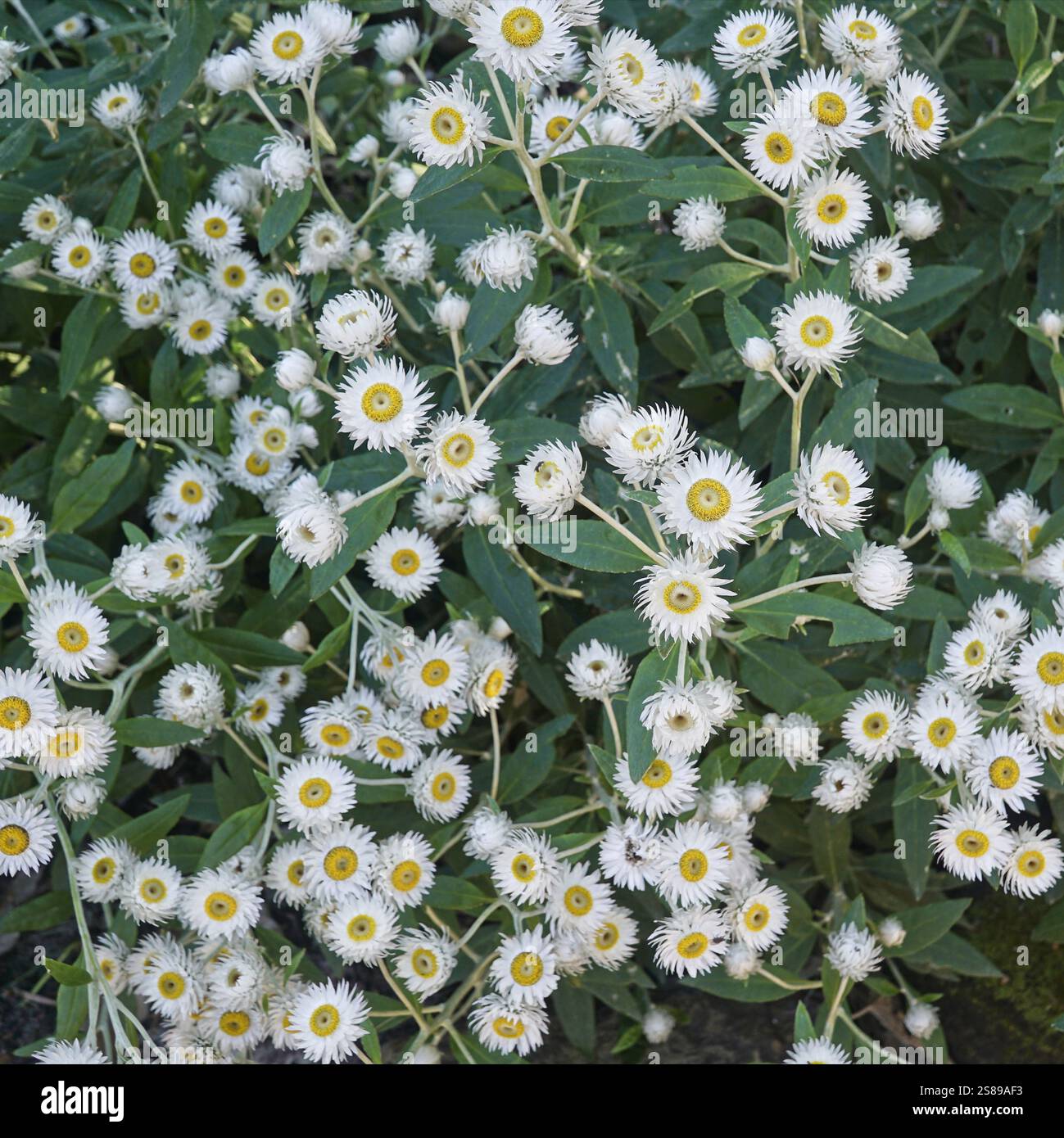 Mass planting of white paper daisy flowers with deep green leaves ...