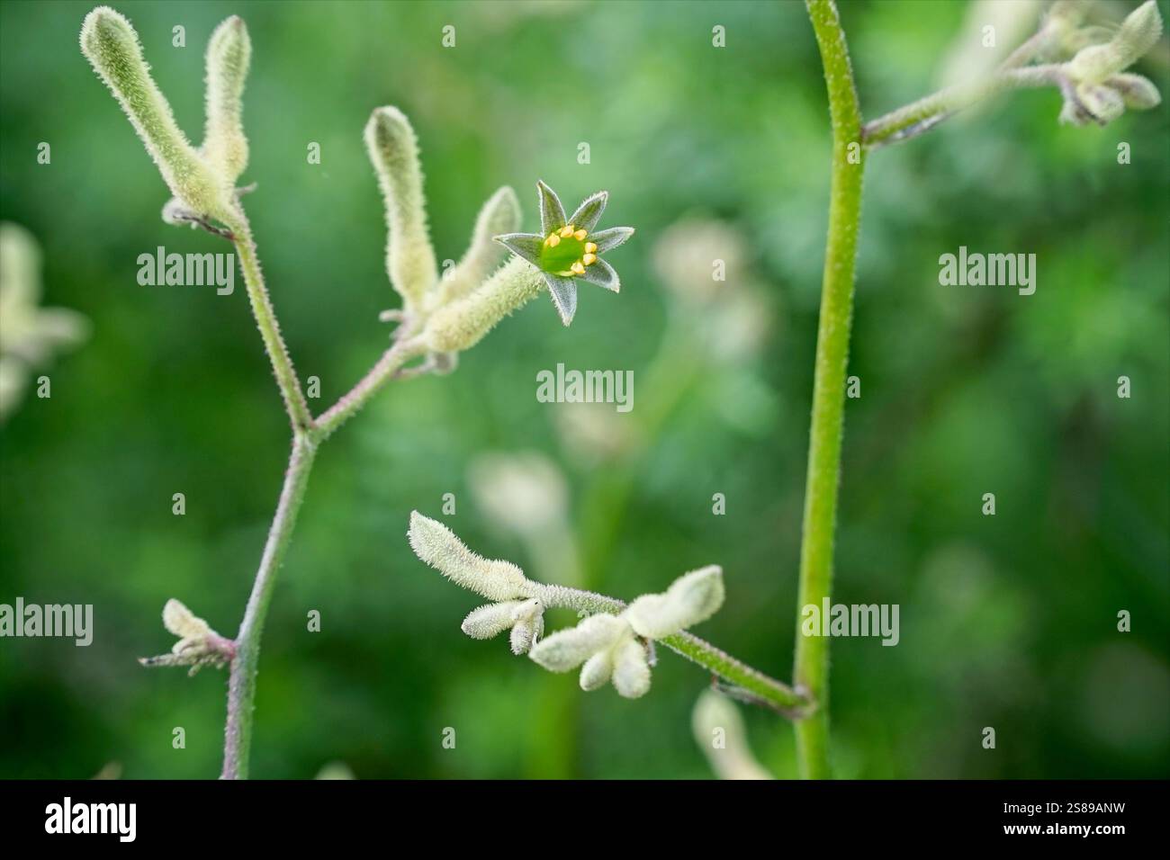 Yellow Kangaroo Paw flowers, closeup, in a cluster showing the ...