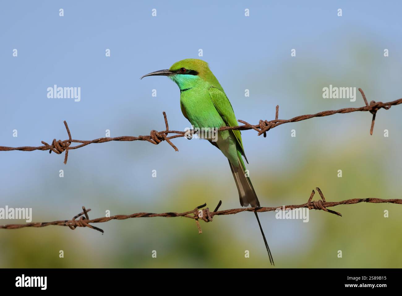 Asian green beeeater hi-res stock photography and images - Alamy