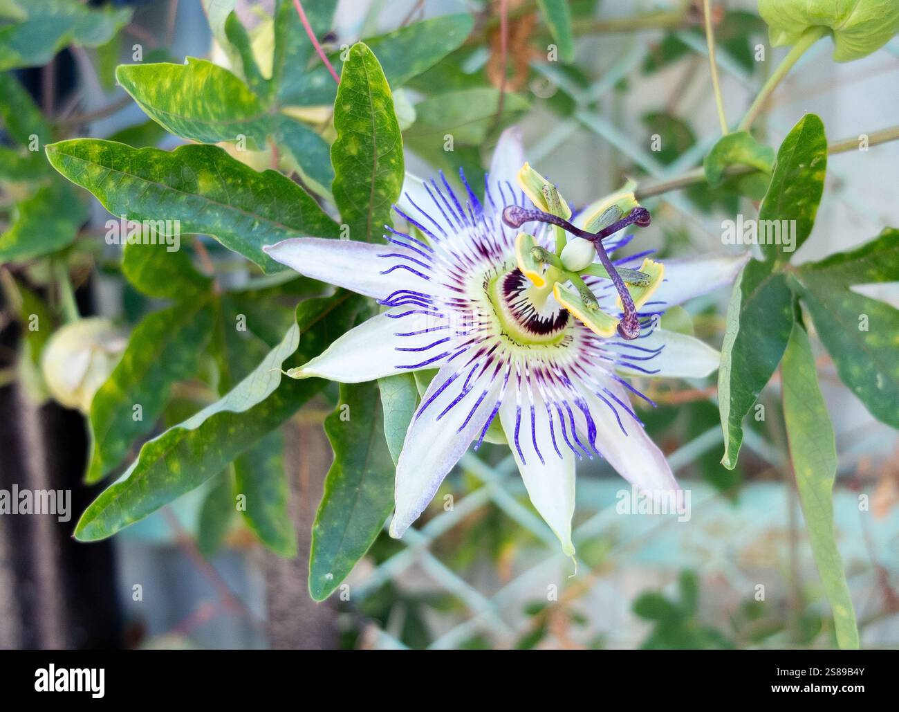 Passiflora caerulea flower, Passiflora caerulea blue flowers, closeup ...
