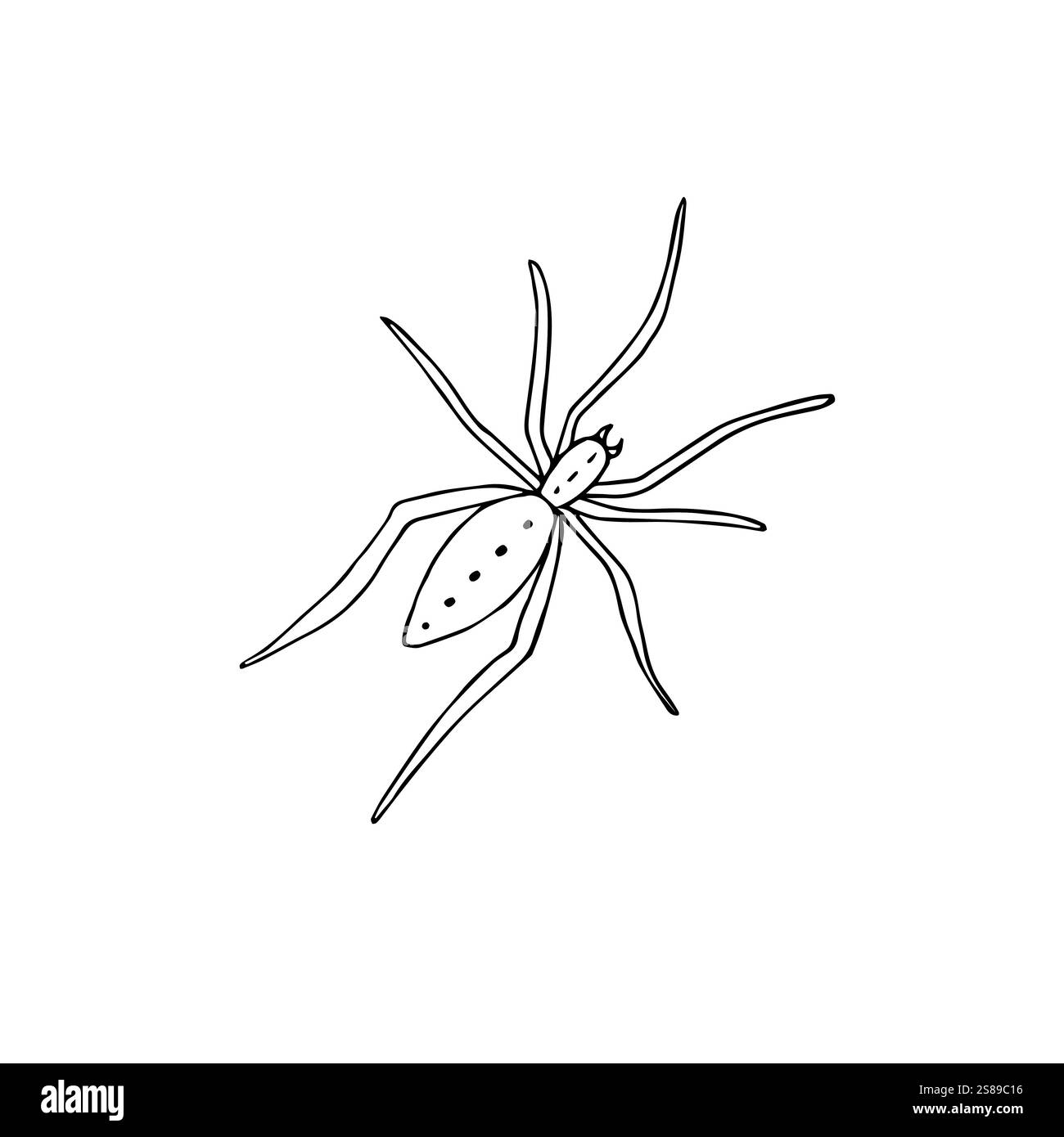 Vector hand drawn doodle sketch spider isolated on white background ...